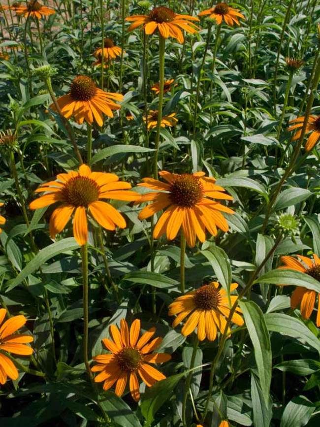 Echinacea Tiki Torch | Bluestone Perennials