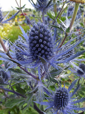 Eryngium Blue Jackpot | Bluestone Perennials