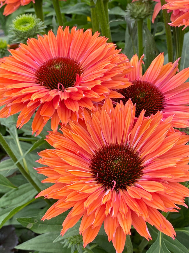 Echinacea Sunseekers® Rainbow | Bluestone Perennials