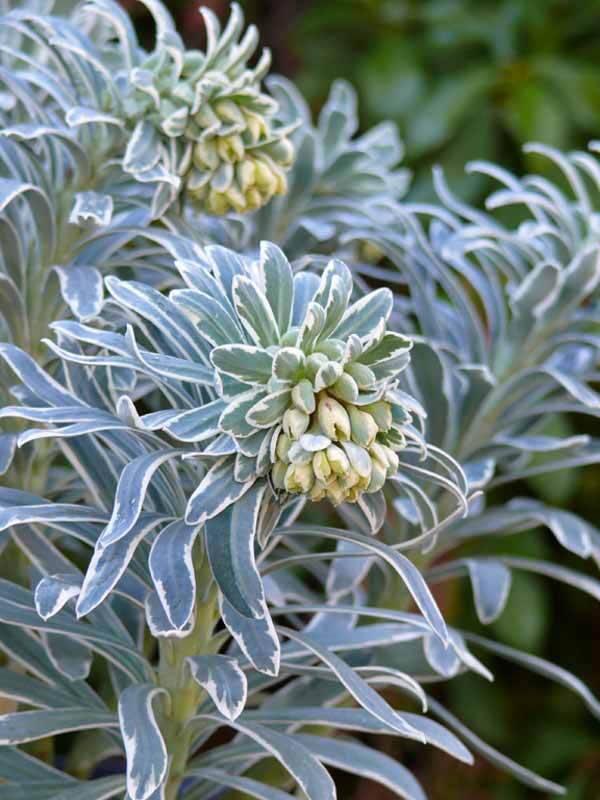 Euphorbia Glacier Blue | Bluestone Perennials