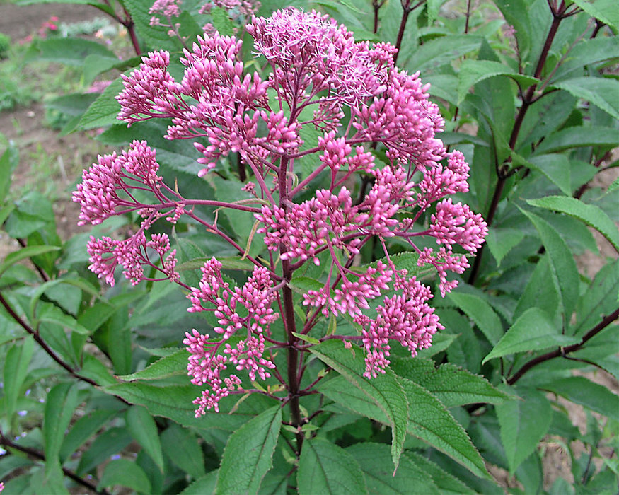 Eupatorium Gateway | Bluestone Perennials