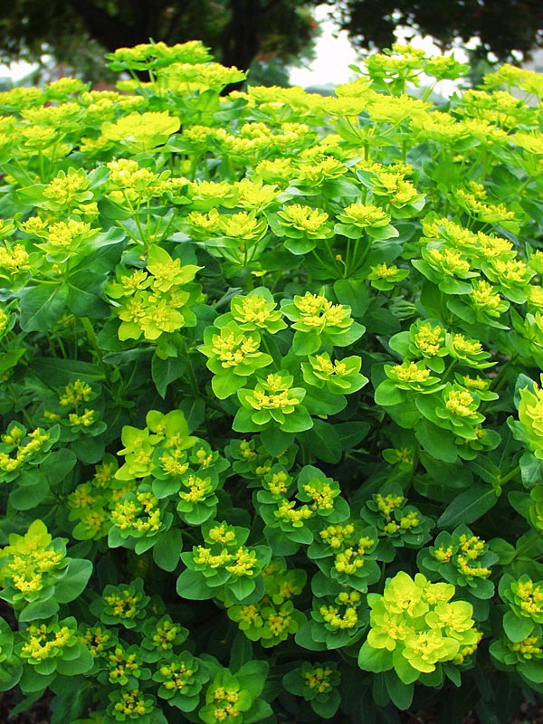 Euphorbia Polychroma Invasive