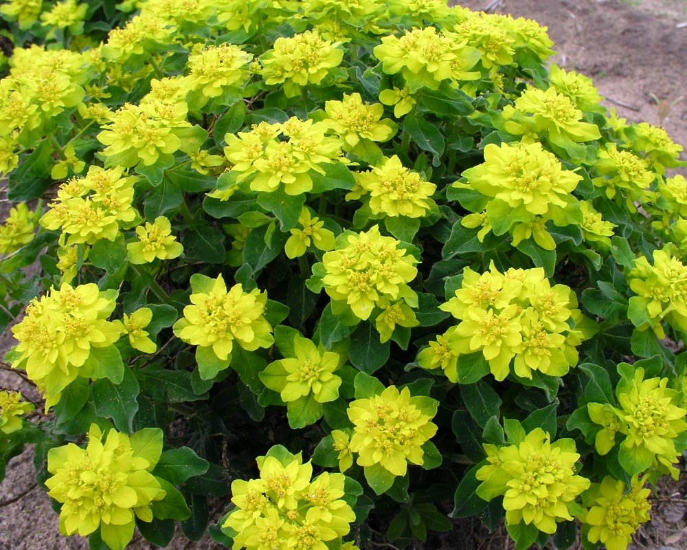 Euphorbia Polychroma Invasive