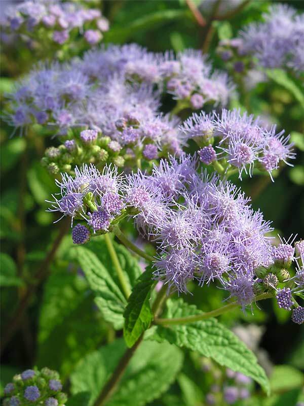 Eupatorium Wayside | Bluestone Perennials