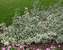 Euonymus White Album -- Bluestone Perennials