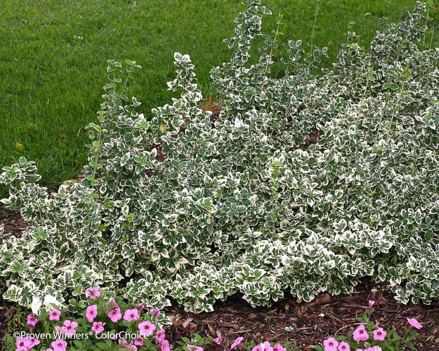 Euonymus White Album | Bluestone Perennials