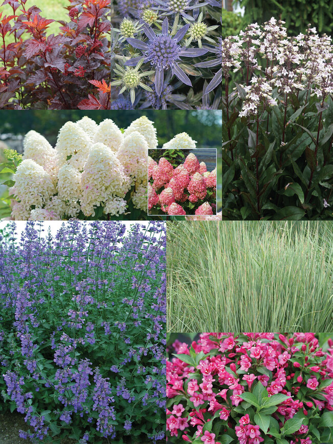 Easy Care Perennial Garden | Bluestone Perennials