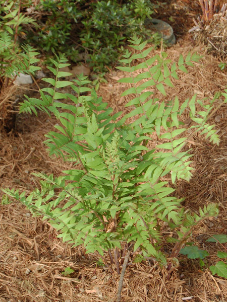 Product Viewer - Fern American-Royal-Fern