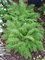 Fern Dwarf Lady -- Bluestone Perennials