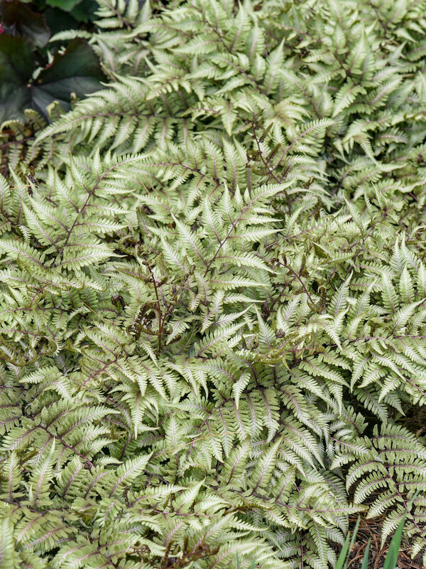 Fern Godzilla | Bluestone Perennials