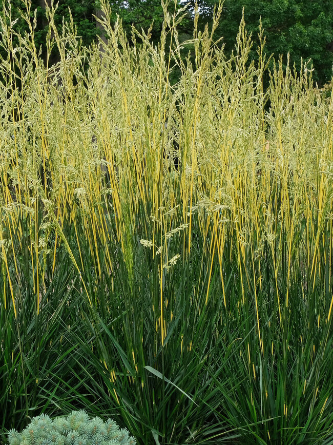 Festuca Glow Sticks | Bluestone Perennials