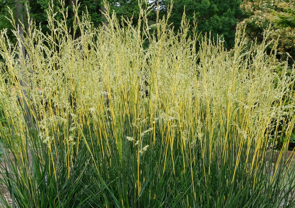 Festuca Glow Sticks | Bluestone Perennials