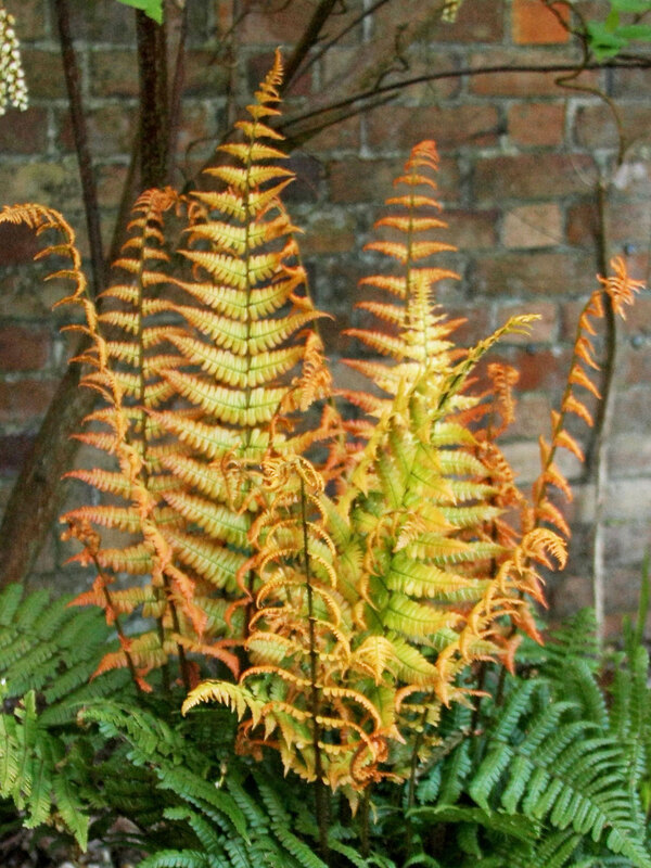 Fern Jurassic Gold | Bluestone Perennials