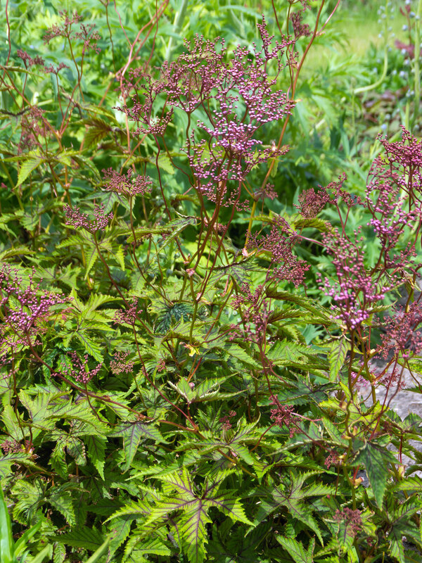Filipendula Red Umbrellas | Bluestone Perennials