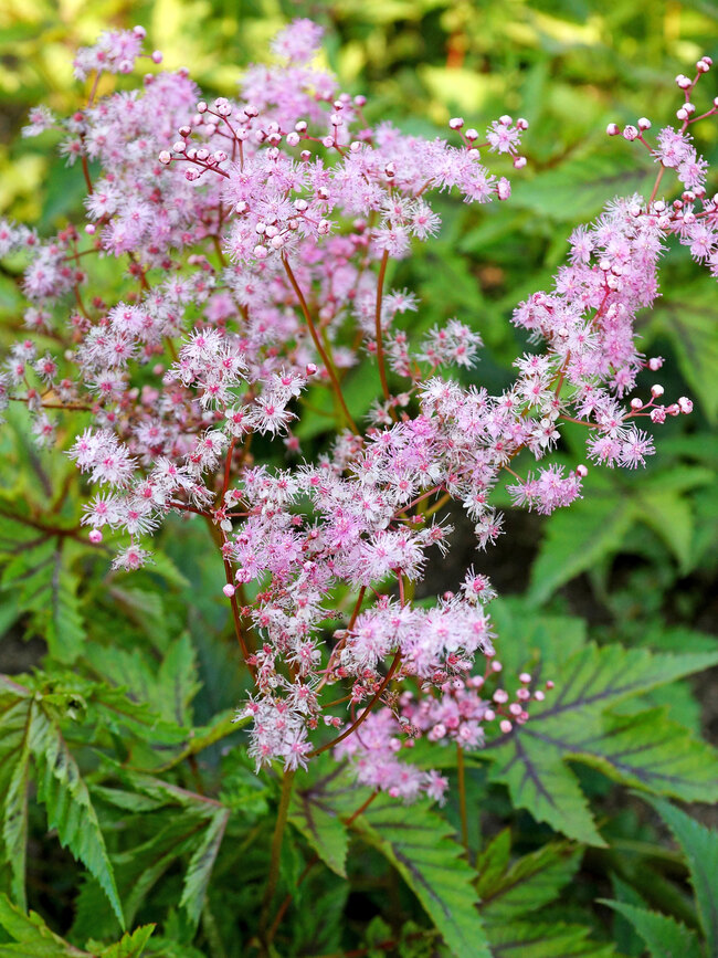 Filipendula Red Umbrellas | Bluestone Perennials