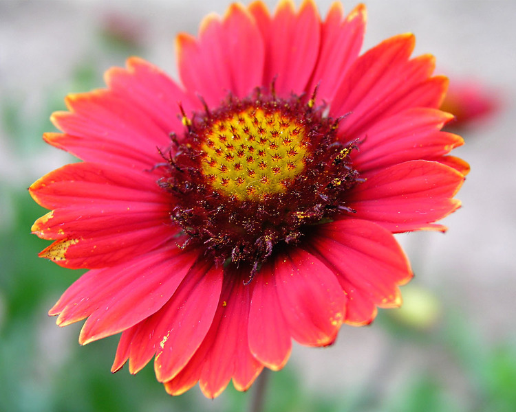 Product Viewer - Gaillardia Burgundy