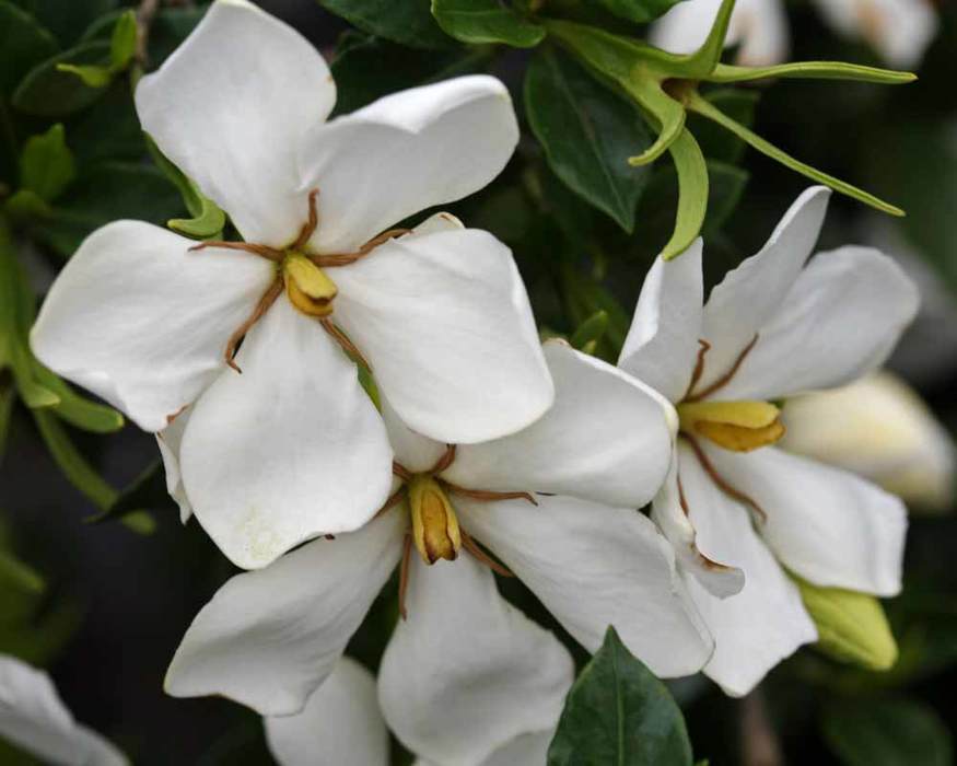 Gardenia Grif's Select | Bluestone Perennials