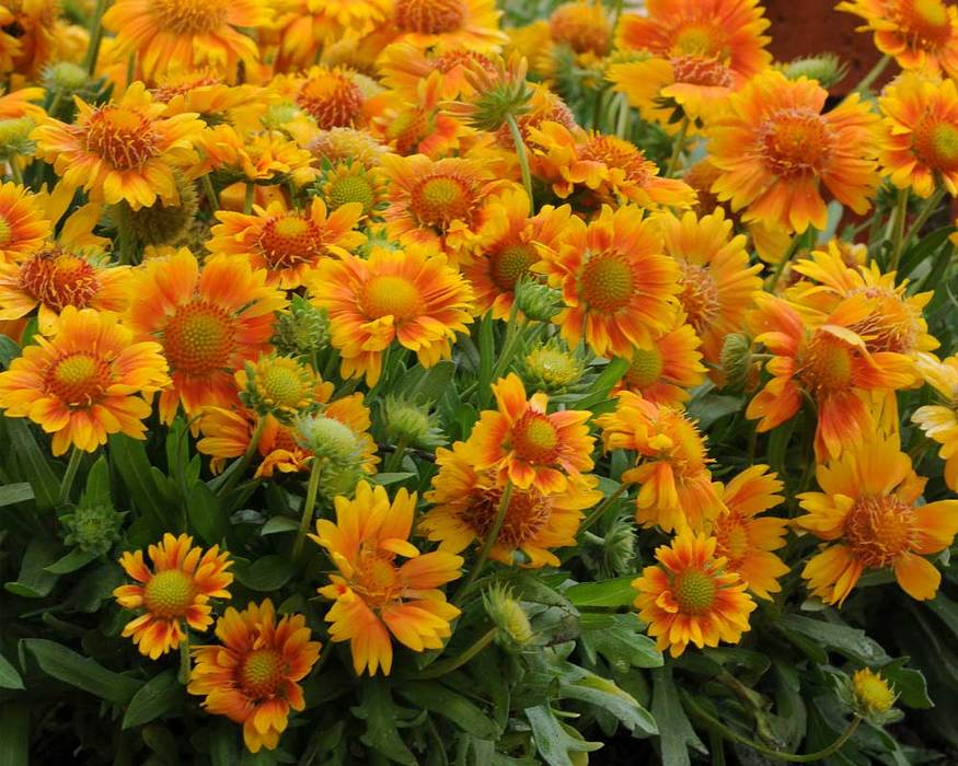 Gaillardia Mesa Peach | Bluestone Perennials