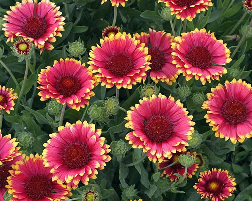 Gaillardia Sunset Popsy | Bluestone Perennials