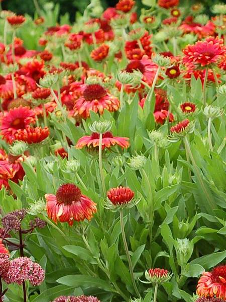 Product Viewer - Gaillardia Red Sun