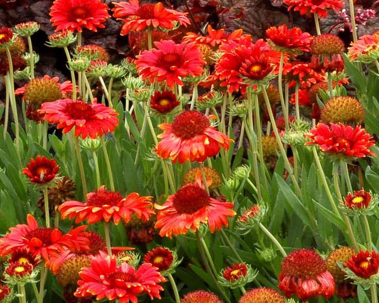 Product Viewer - Gaillardia Red Sun