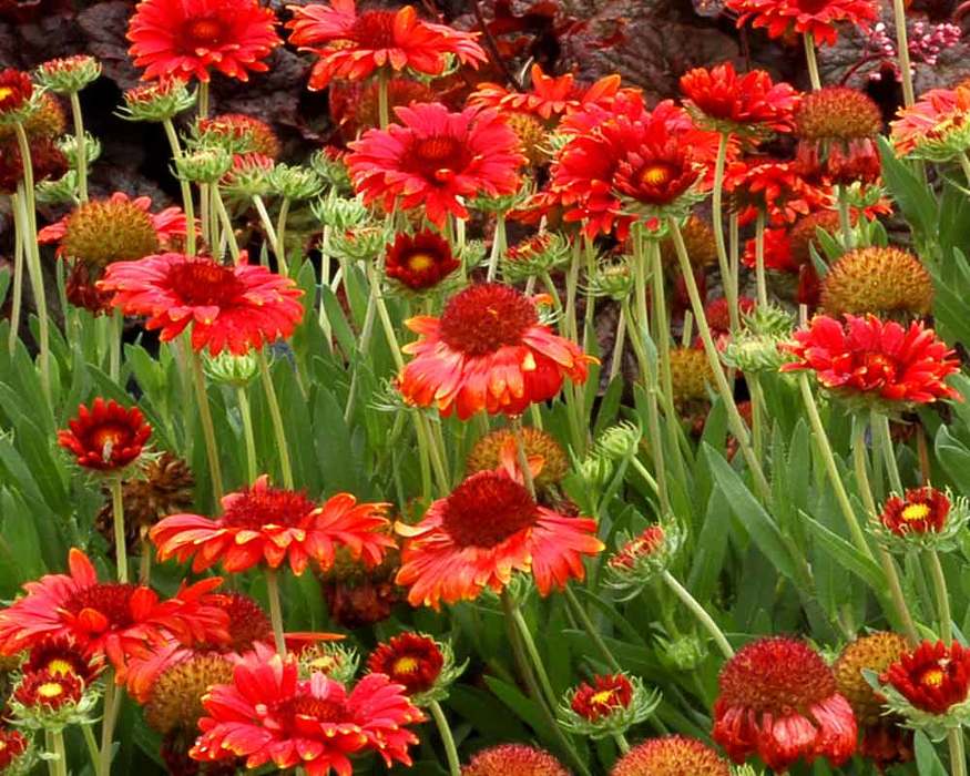 Gaillardia Red Sun | Bluestone Perennials
