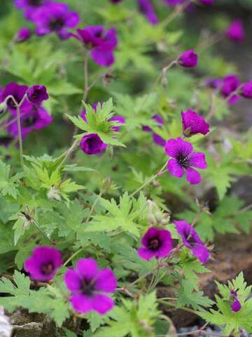 Geranium Ann Folkard | Bluestone Perennials