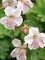 Geranium Biokovo -- Bluestone Perennials