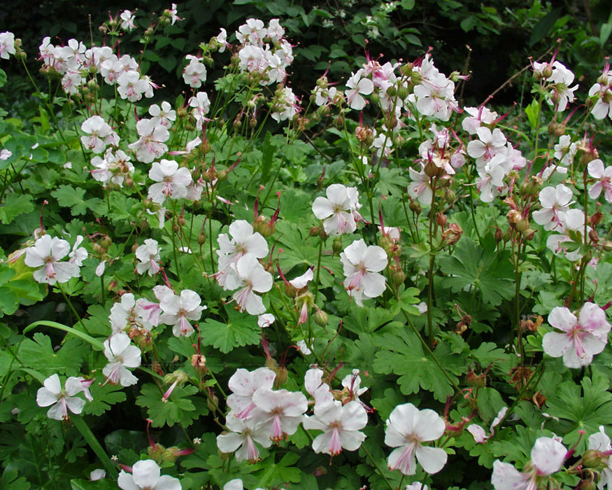 Geranium Biokovo | Bluestone Perennials