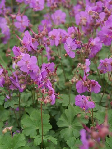 Geranium Biokovo Karmina | Bluestone Perennials