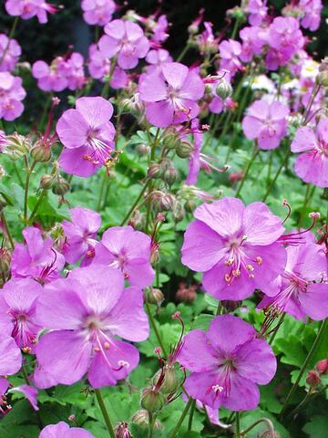 Geranium Biokovo Karmina | Bluestone Perennials
