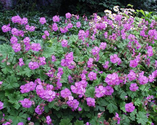 Geranium Biokovo Karmina | Bluestone Perennials