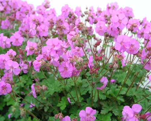 Geranium Biokovo Karmina | Bluestone Perennials