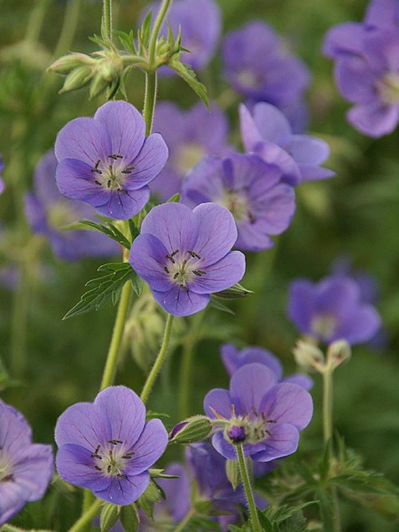 Product Viewer - Geranium Brookside