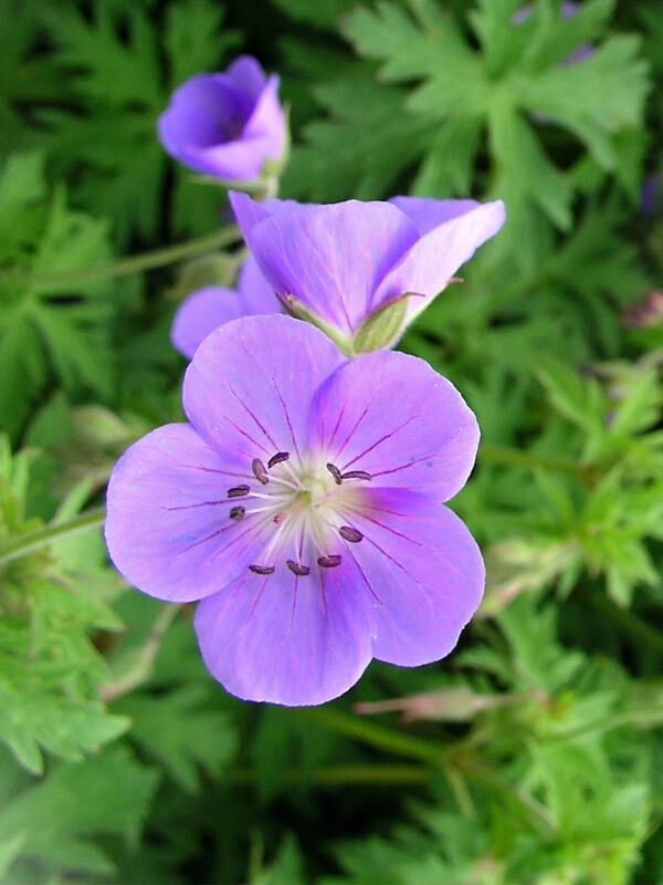Geranium Brookside | Bluestone Perennials