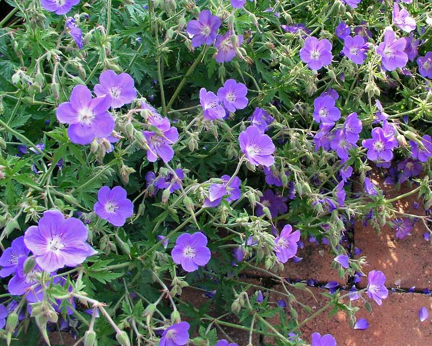Geranium Brookside | Bluestone Perennials