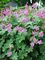 Geranium Bevan's Variety -- Bluestone Perennials