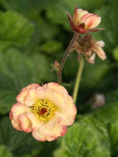 Product Viewer - Geum Cosmopolitan