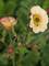 Geum Cosmopolitan -- Bluestone Perennials