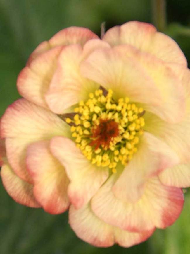 Geum Cosmopolitan | Bluestone Perennials