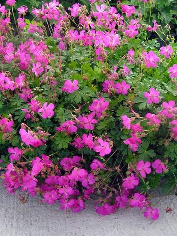 Geranium Crystal Rose | Bluestone Perennials