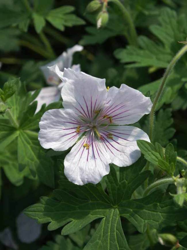Geranium Derrick Cook | Bluestone Perennials