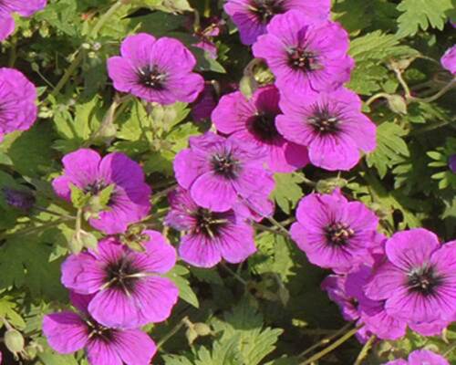 Geranium Dragon Heart | Bluestone Perennials