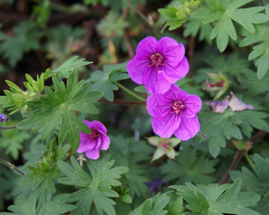 Geranium Dilys | Bluestone Perennials