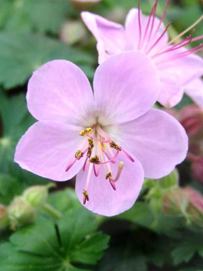 Geranium Ingwersen's Variety | Bluestone Perennials