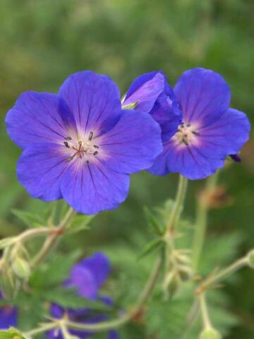 Geranium Johnson's Blue | Bluestone Perennials