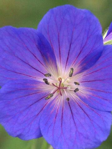 Geranium Johnson's Blue | Bluestone Perennials