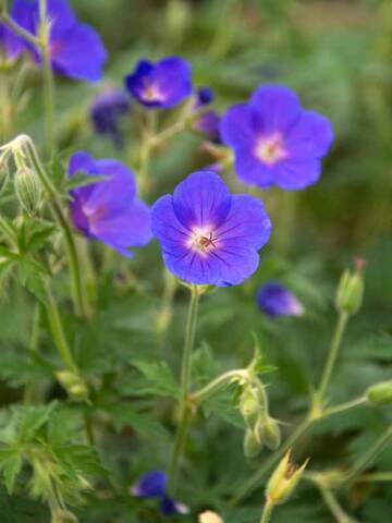 Geranium Johnson's Blue | Bluestone Perennials