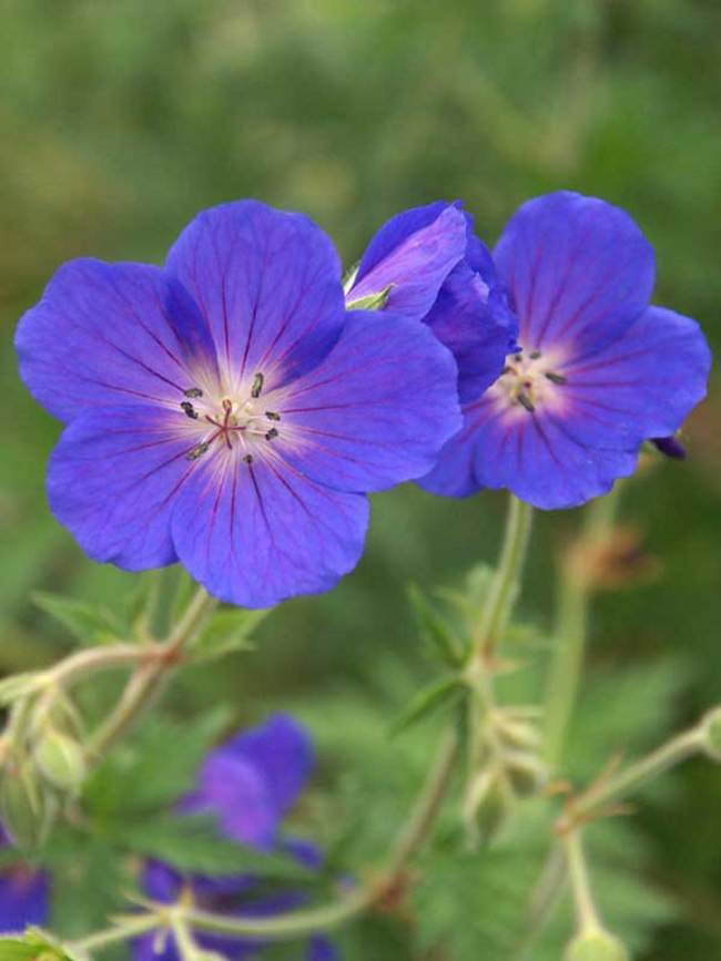 Geranium Johnson's Blue | Bluestone Perennials