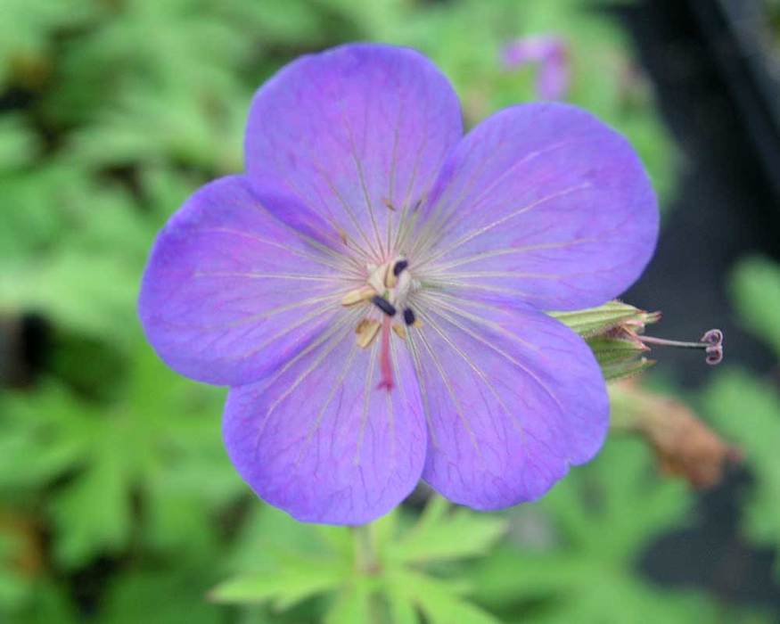 Geranium Johnson's Blue | Bluestone Perennials
